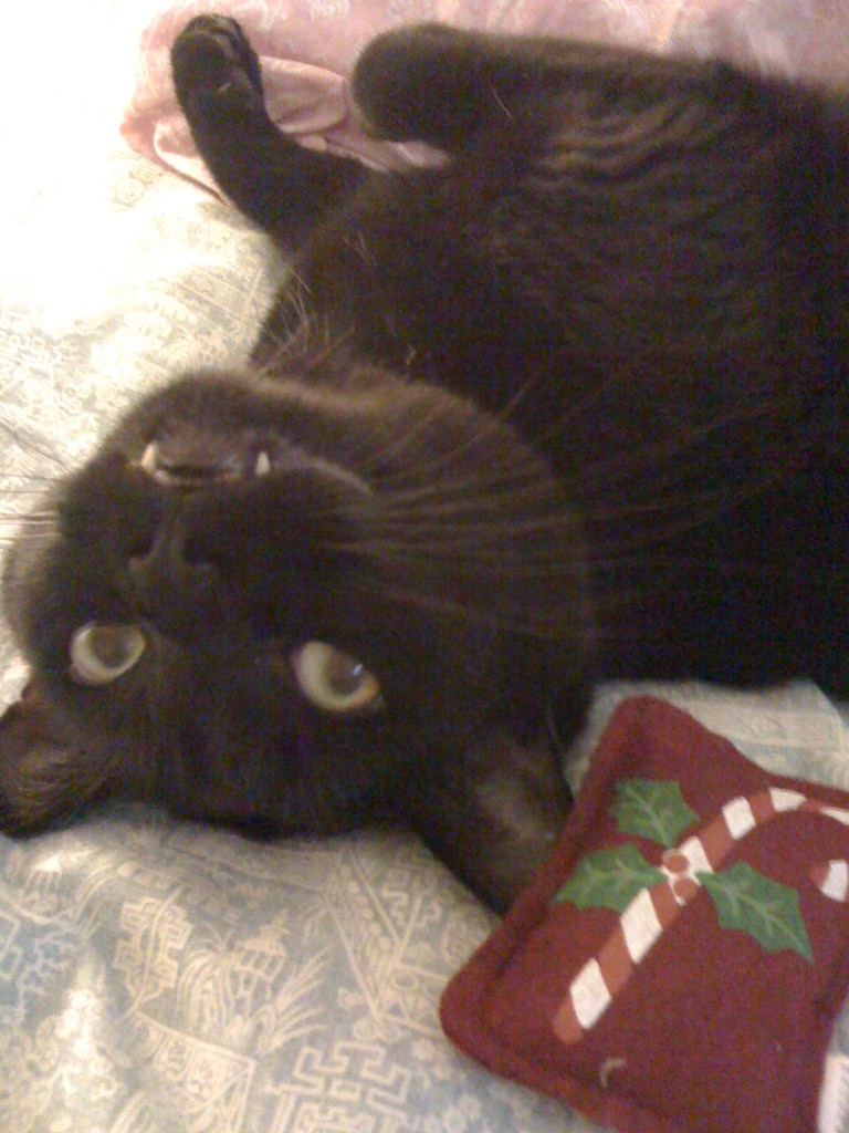 How to Tell If Your Cat Is Plotting to Kill You – BookPeople